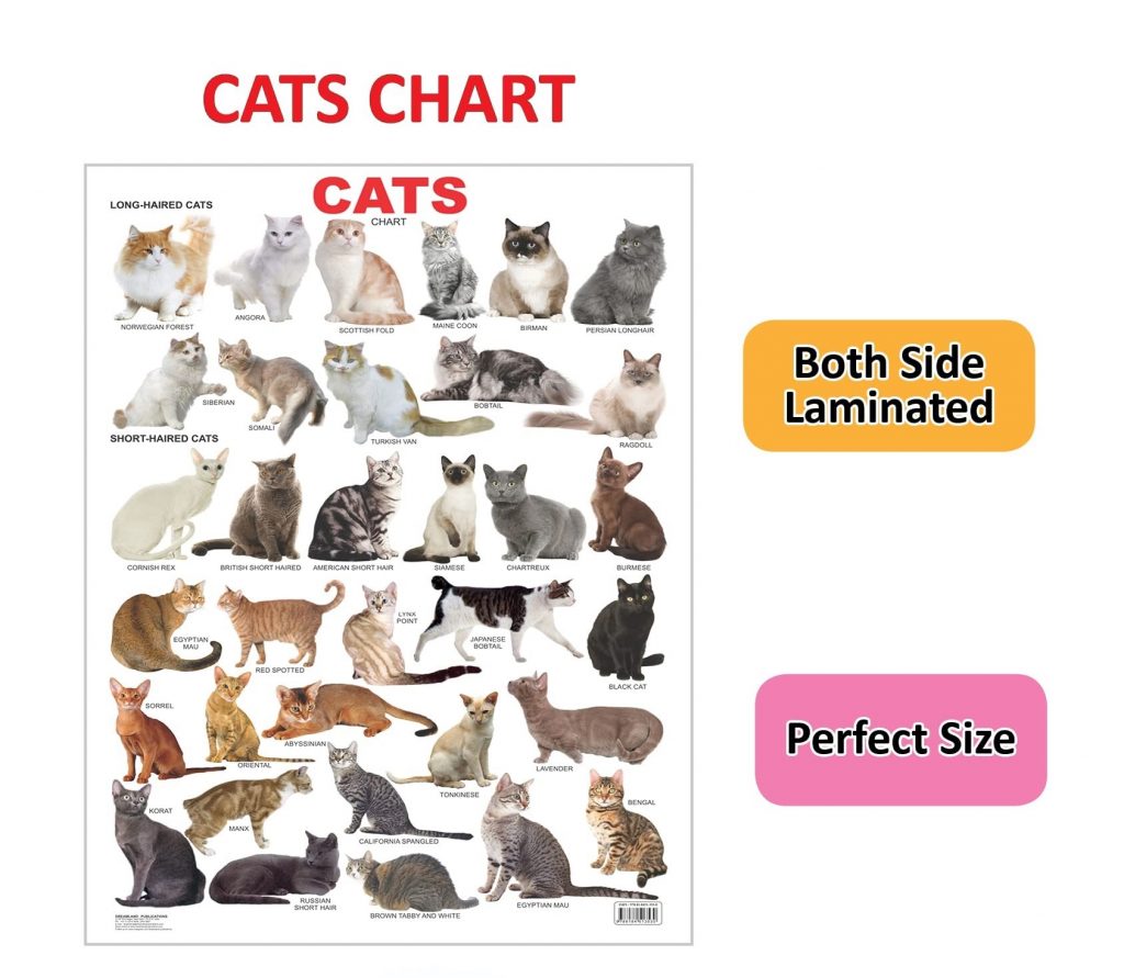 EDUCATIONAL CHART CATS – Welcome To Crescent Book Shop