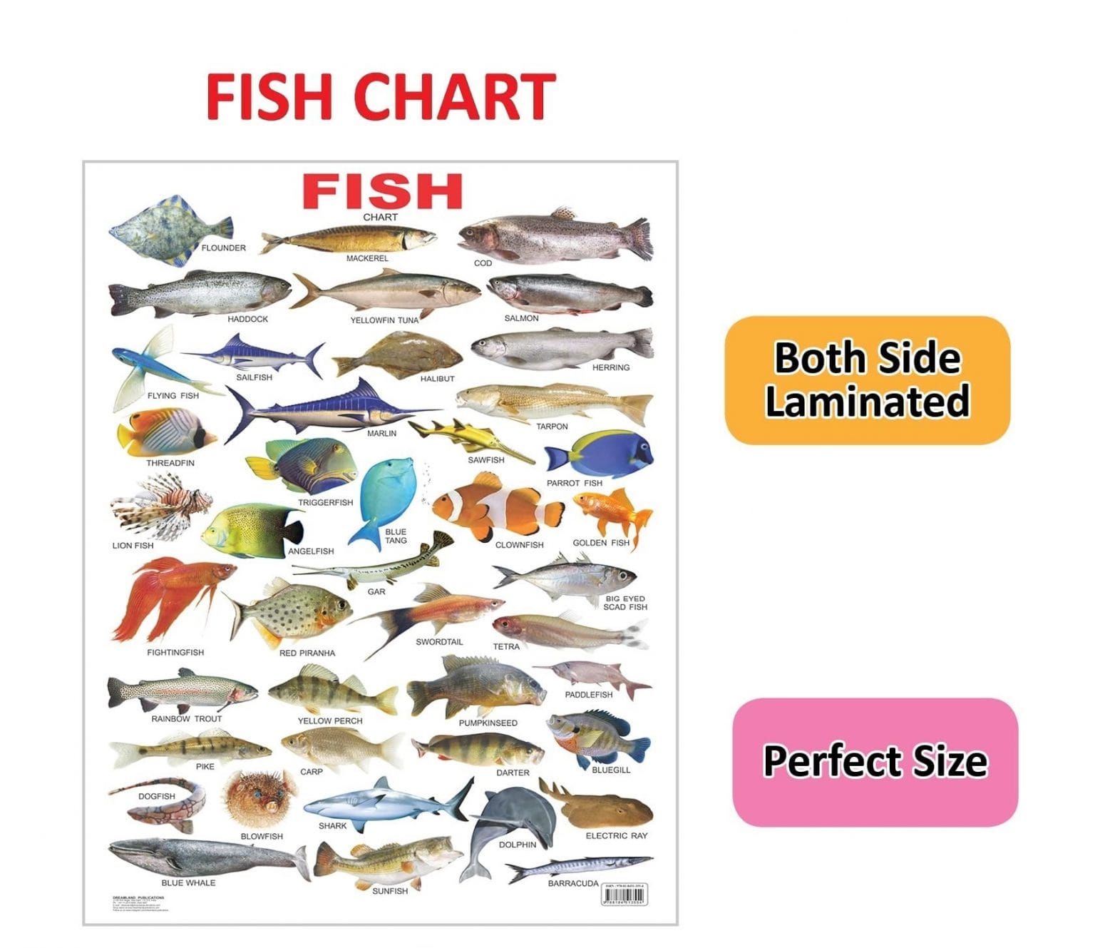 EDUCATIONAL CHART FISH – Welcome To Crescent Book Shop