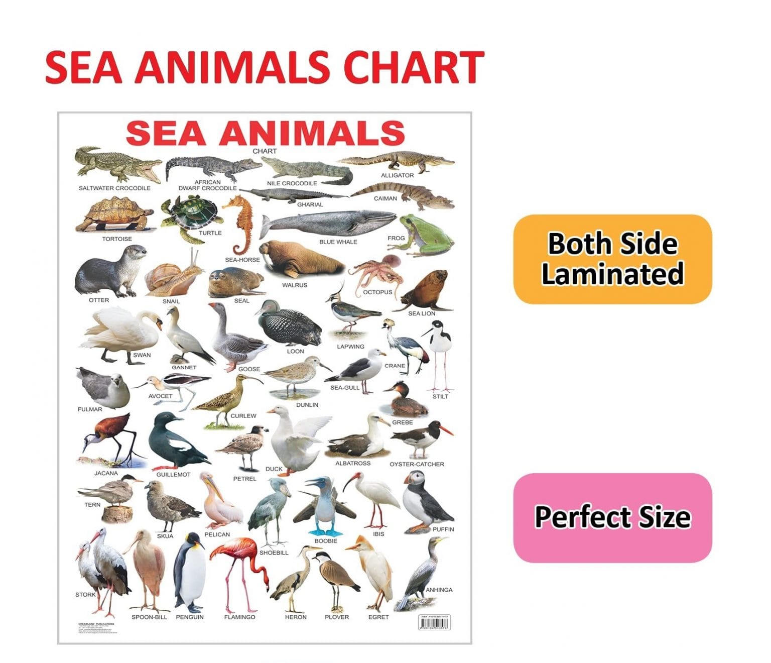 EDUCATIONAL CHART SEA ANIMALS – Welcome To Crescent Book Shop