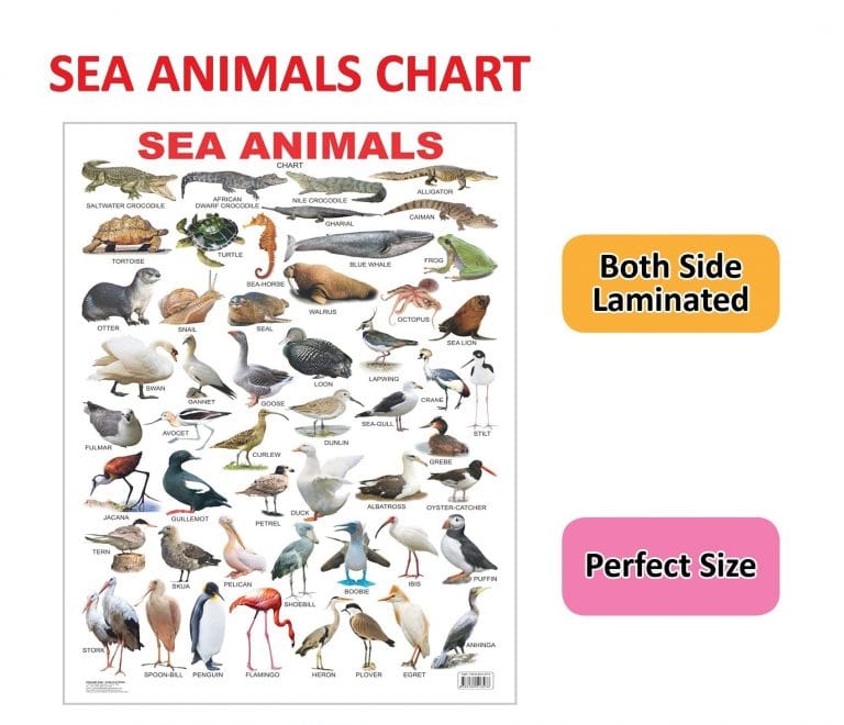 EDUCATIONAL CHART SEA ANIMALS – Welcome To Crescent Book Shop